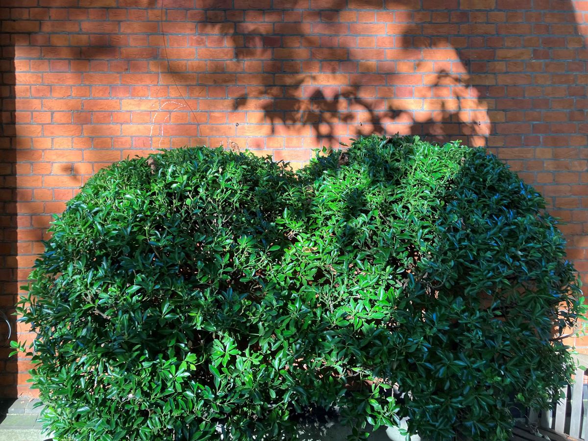 St Dionis | St Dionis church, church, Jesus, Parsons Green, Fulham,