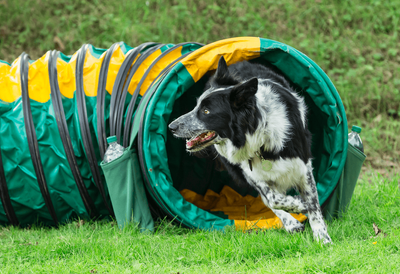 Slaley Show | SLALEY SHOW
